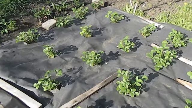 Клубника на спанбонде - классная тема