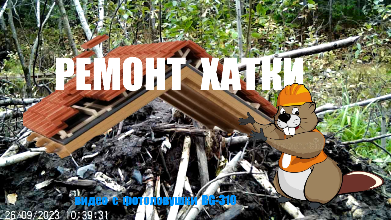 Бобр утепляет свой дом. Видео с фотоловушки BolyGuard BG310