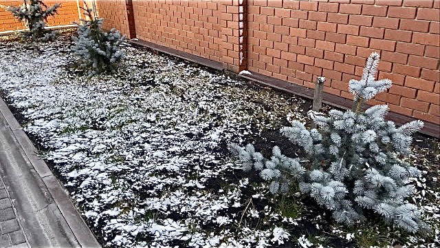 Ночью выпал первый снег. 21.10.21г.