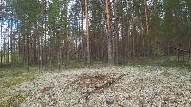 Белые грибы 2021 г..mov