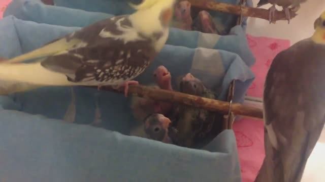 Птенцы попугаев 14 дней. Перемена места. КОРМЛЕНИЕ ПТЕНЦОВ. РАЗВЕДЕНИЕ КОРЕЛЛ 1-й сезон