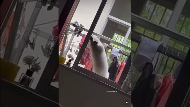 Возвращение блудного ?