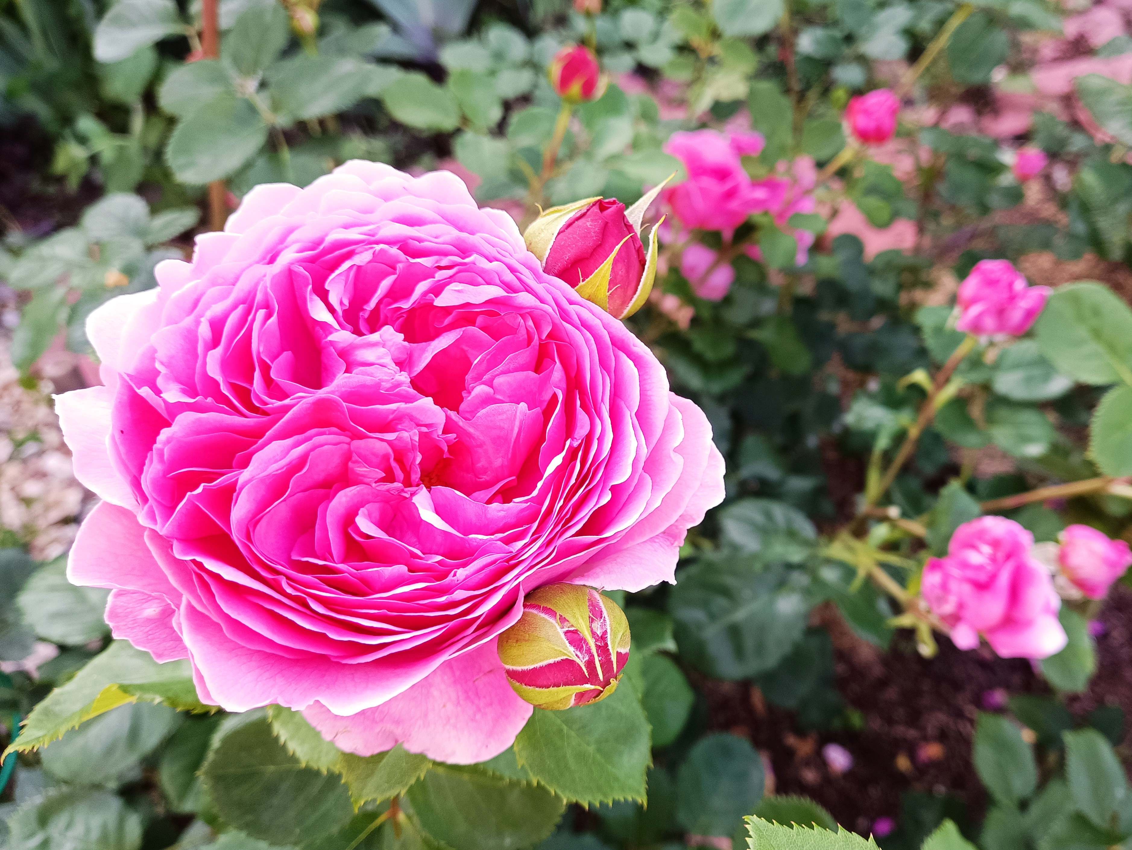 РОЗЫ. ОБРЕЗАЕМ. КОРМИМ. ЧЕРЕНКУЕМ. НАЧИНАЮЩИМ