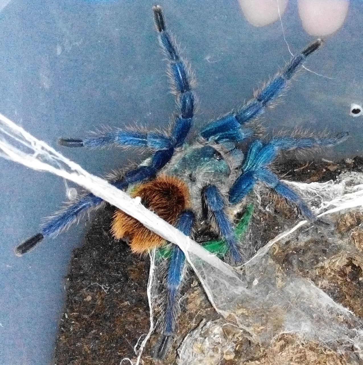 Красавица Chromatopelma cyaneopubescens охотится и питается
