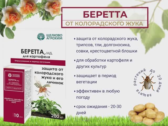 От колорадского жука поможет одна обработка!