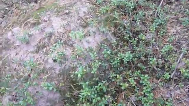 Забытые способы ориентирования. По мху и муравейнику 2