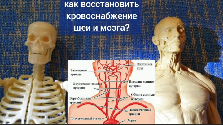 Шея и мозг деградируют из-за вялого кровотока в сонных и спинальных артериях. Методы восстановления