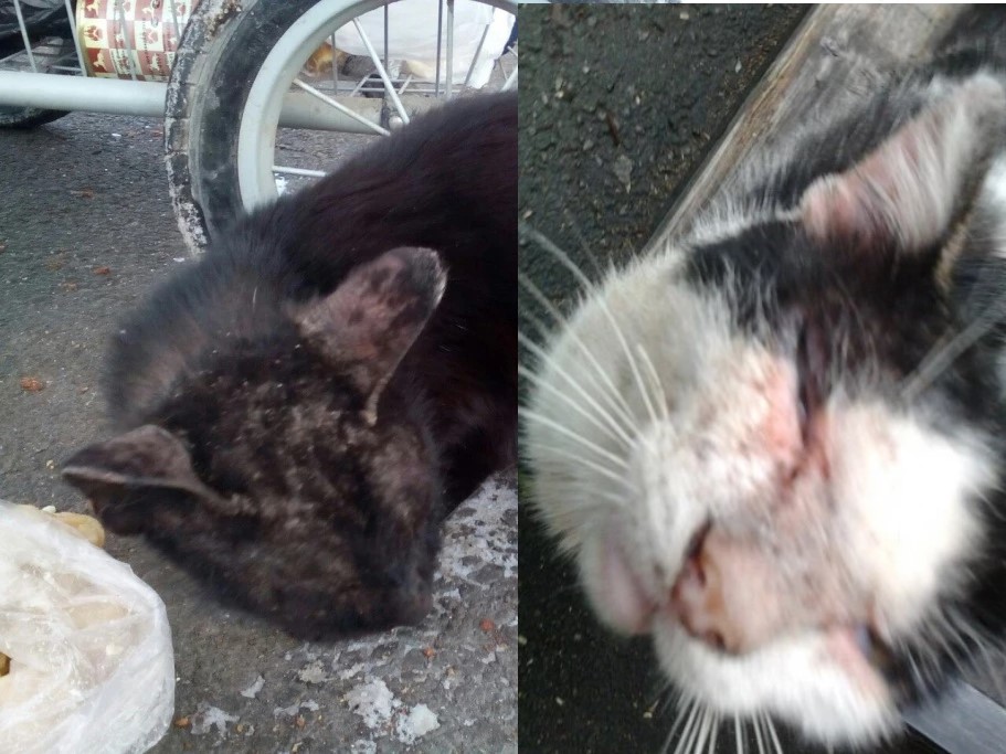 Они были больны чесоткой