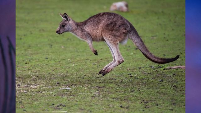 §23 "Среды обитания. Экологические факторы", Биология 5 класс, Сивоглазов, Плешаков.mp4