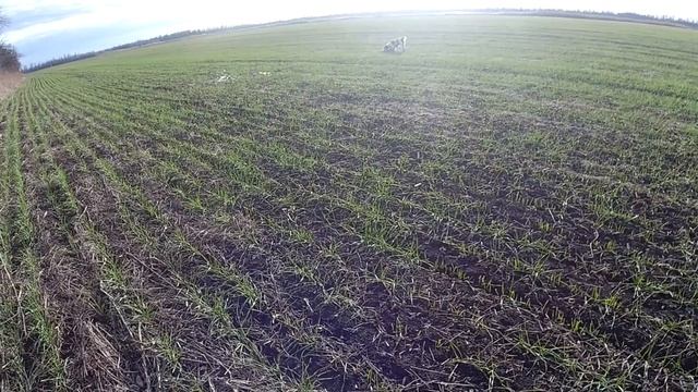 Охота на зайца с Эпаньоль Бретоном.mp4