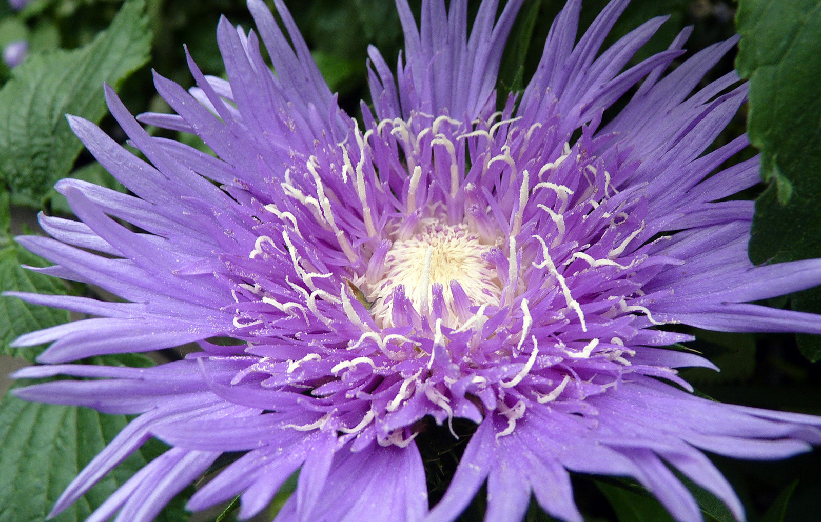 Стокезия РЕЛАКС ТЕРАПИЯ ИМПРОВИЗАЦИЯ композитор Виктор Анохин #музыка #instrumental #цветы #piano