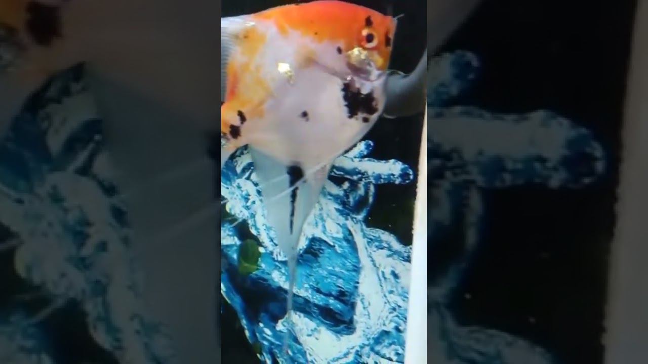 Когда вы увидите, как ваши скалярии откладывают икру, то значит с балансом в аквариуме все в порядке