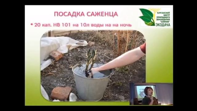 Выращивание европейских  роз в экстремальном климате Зауралья.