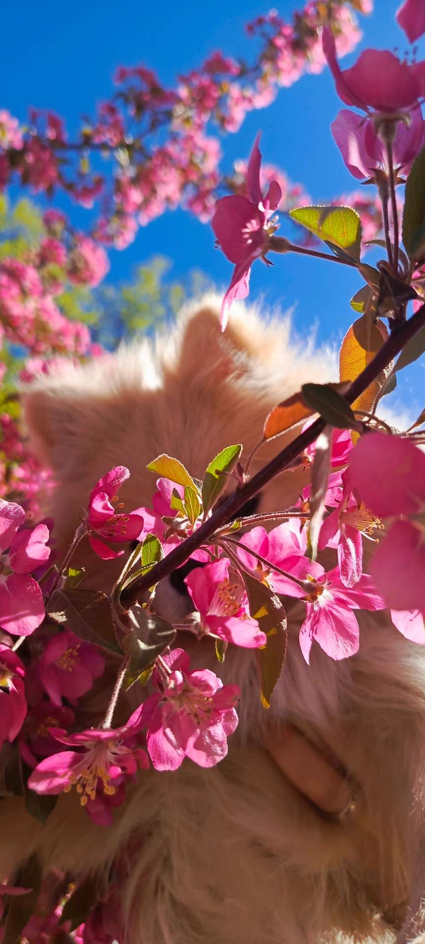 Чудо дерево  с чудо цветами 🌸