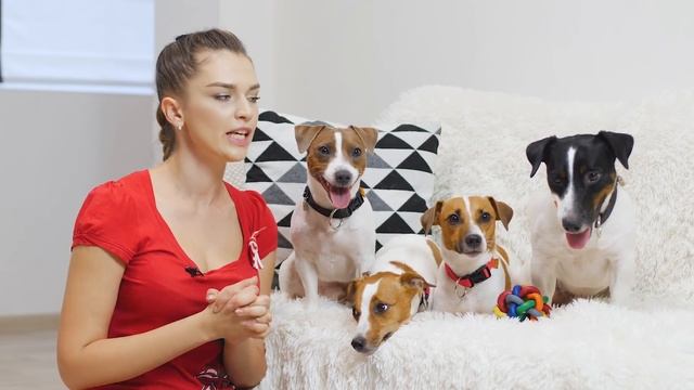 Нужно ли одевать собаку. Как правильно снять с собаки мерки