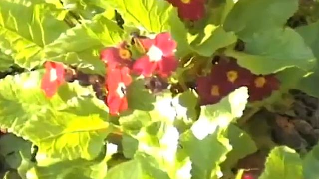 Цветы на даче в Алабушево 2004-07-08 Alabushevo FLOWER. СНТ Мелиоратор-2. Илья Химич LukBigBox