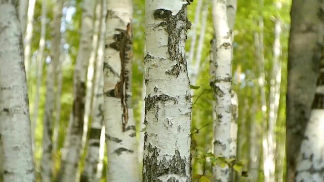Лучшие песни о Родине - "На моей, на Родине..."