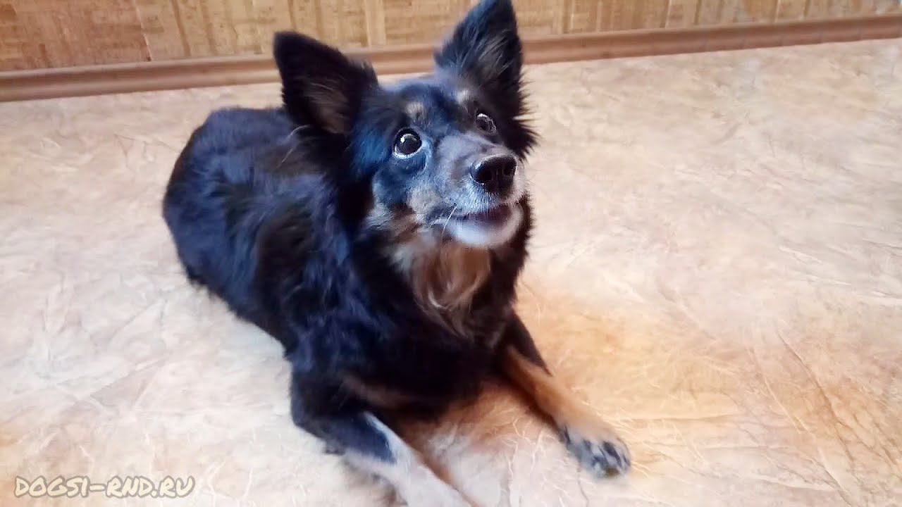 Линда, знакомство