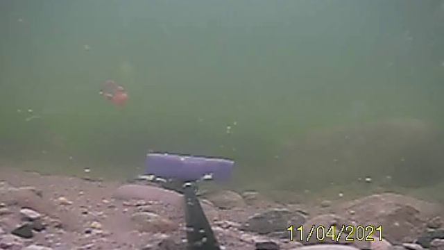 Подводный мир. Азовское море.