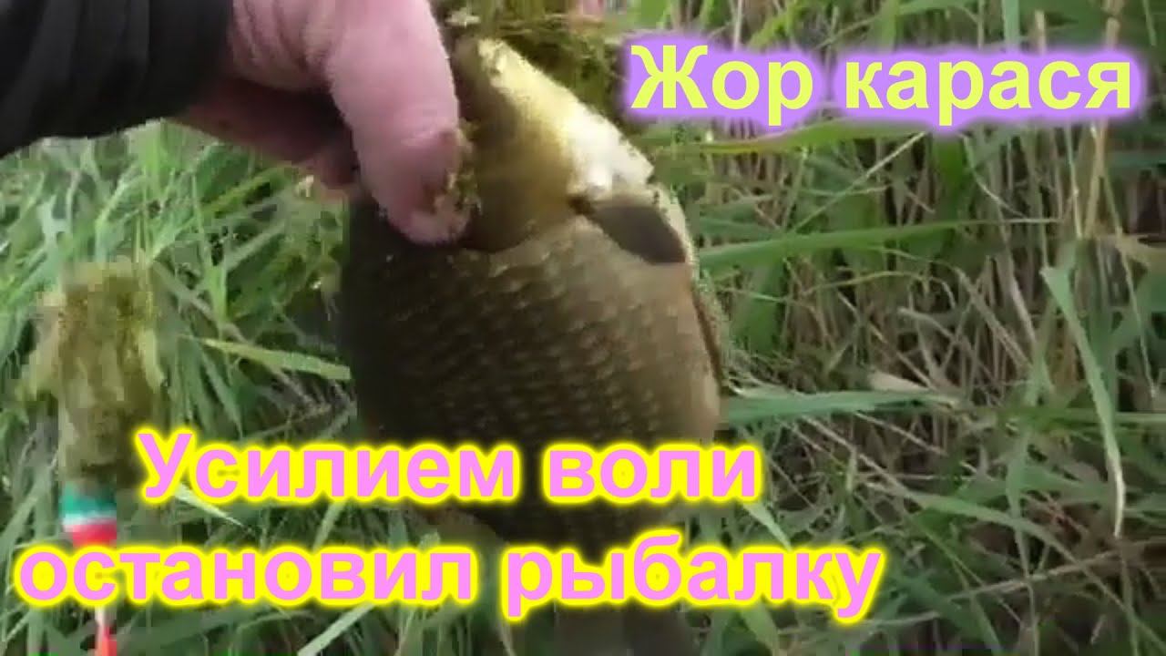 Караси клюют  Не остановиться  Рыбалка с берега Клюёт очень здорово