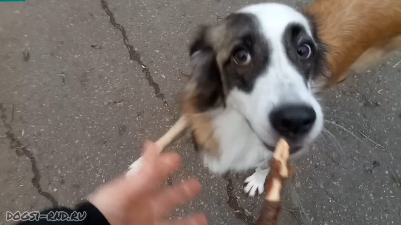 Шуля. Погуляли, поиграли 15.12.2021