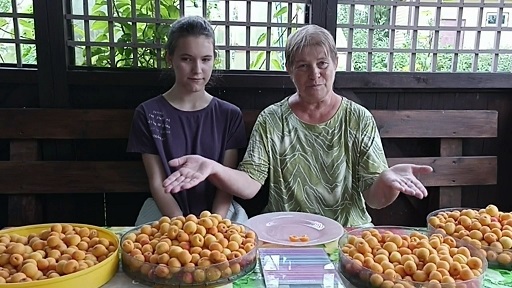Абрикосы и в Сибири можно собирать вёдрами.mp4