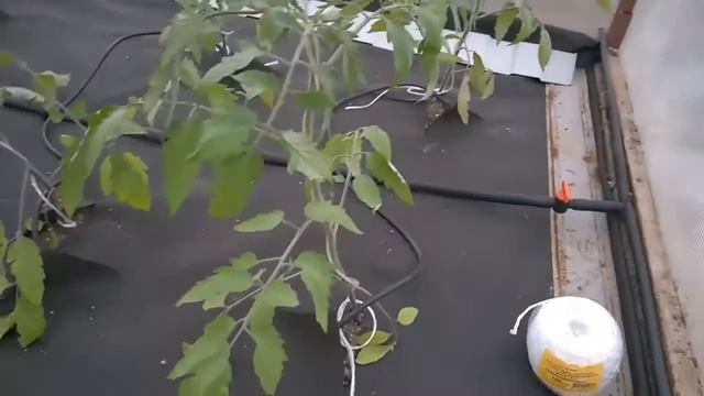 Отзыв покупателя о капельном поливе Жук