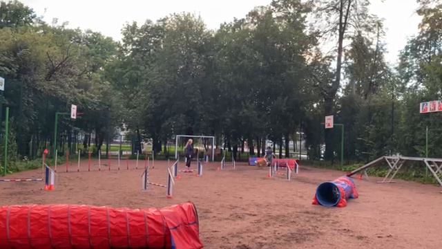 Портос, 9 месяцев, тренировка аджилити