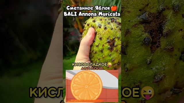 ? «Bali Annona Murdicata / Бали Сметанное Яблоко»