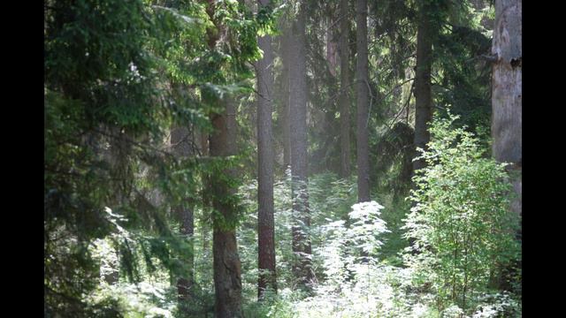 Пение лесных птиц