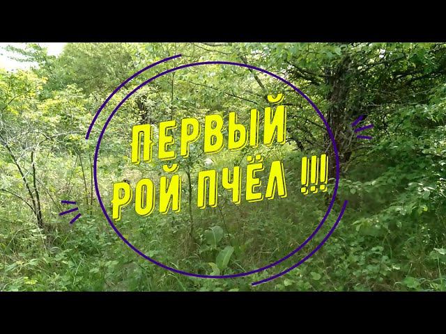 Я очень рад: рой пчел заходит в ловушку!!! / Пчеловодство на Кубани