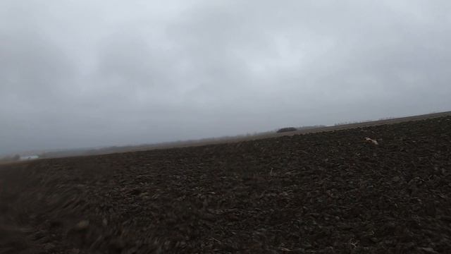 Охота на зайца.