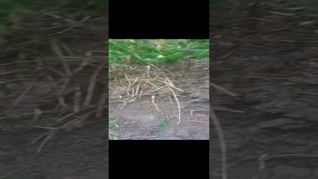 Металлокоп вдоль старой железки