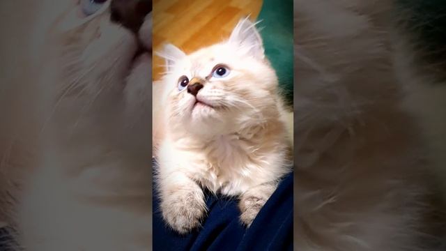Мяу! я очень любознательный?
#shorts #кокос #котики