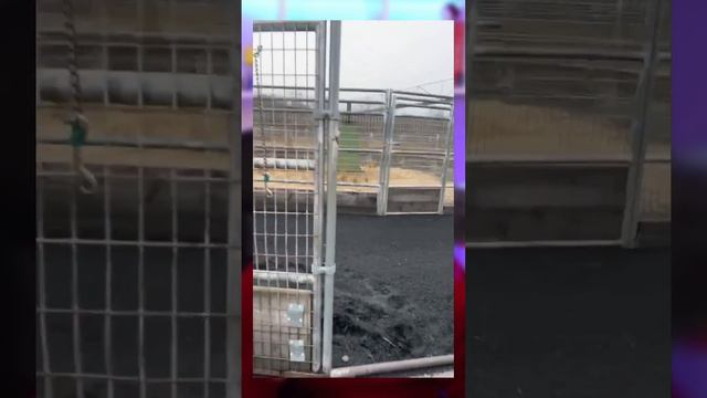 1292-просмотры-конь-тренировка-круг-мальчик-упал-rdy-SUB