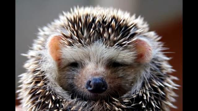 Ежи мячи Стихотворение Юмор Прикол Смех.mp4