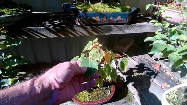 Бонсай открытая книга от А до Zють Размышления в стиле бонсай осень дубль 2 37 часть