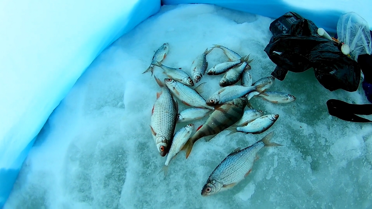 Рыбалка в глухозимье на лесном пруду.