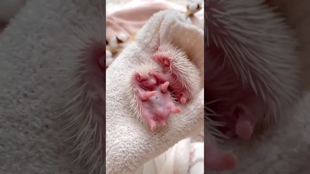 Новорожденные ежики