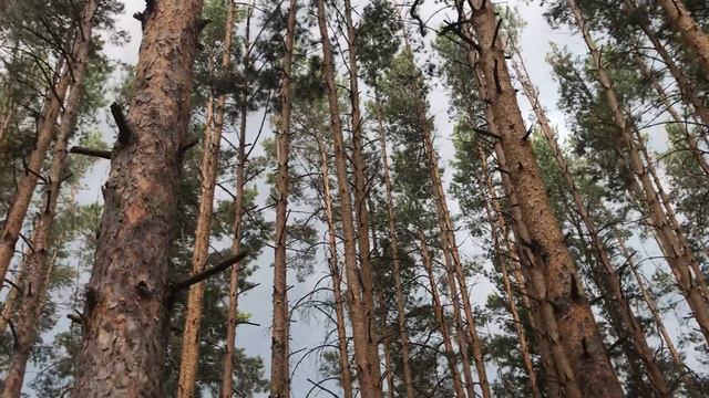 На Кандры надвигается шторм. Вековые сосны гнутся под ветром