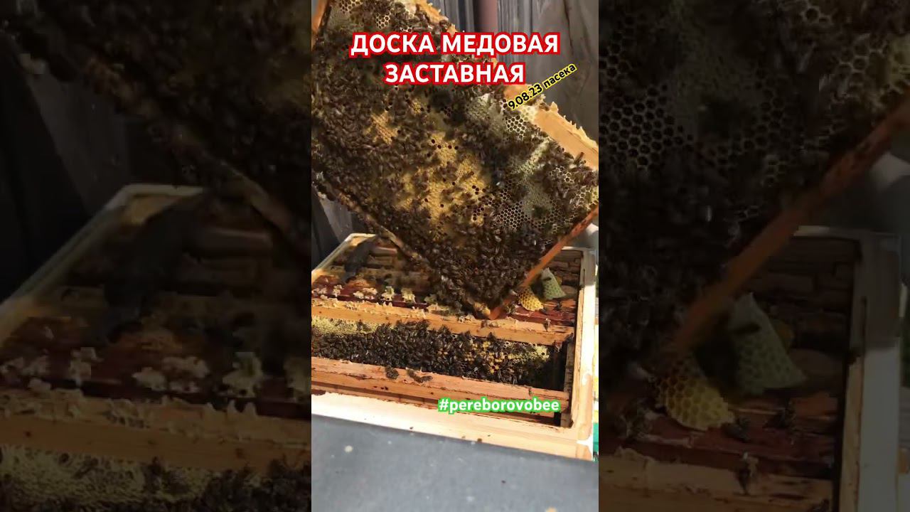 Доска медовая! ПАСЕКА! #pereborovobee #пчеловодство #пасека #мёд #nature