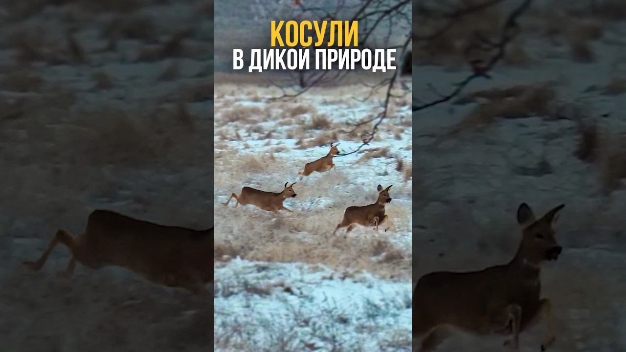Косули в дикой природе #охота #животные   #животныепланеты #косуля #охотарыбалка #видеопроживотных
