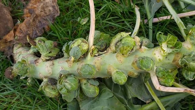 Брюссельская капуста. собираем и замораживаем урожай
