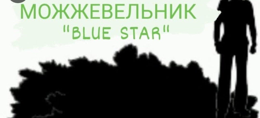 Можжевельник чешуйчатый Блю Стар"Blue Star".Juniper scaly Blue Star