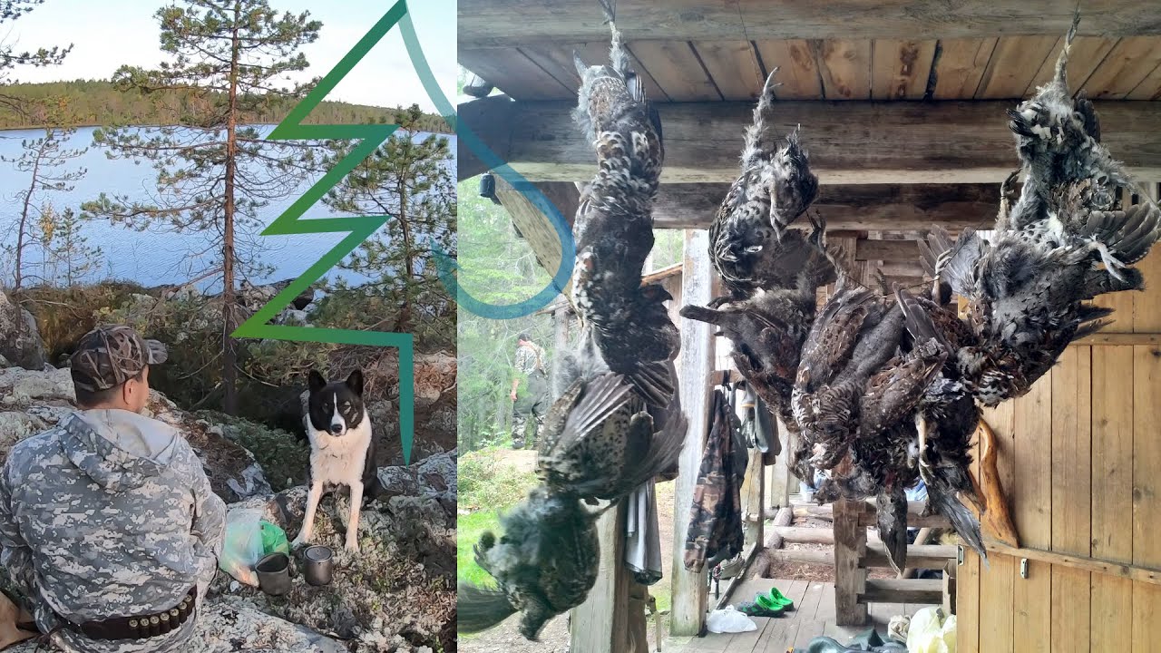 Охота на рябчика с лайкой. Часть 3. Тайга у Белого моря 2. Охота в Карелии.