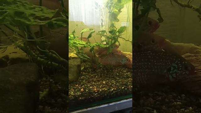 Хромис Красавец