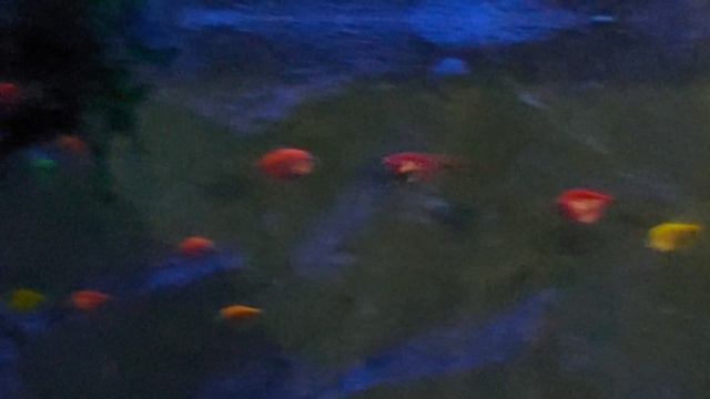 ОКЕАНАРИУМ.САМАРА