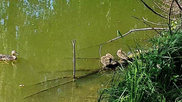 Утка разминает крылья,покидая своих утят