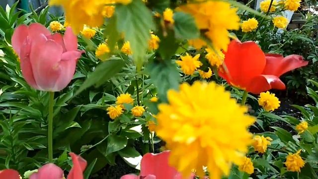 Керрия японская в моём саду,  махровая и простая