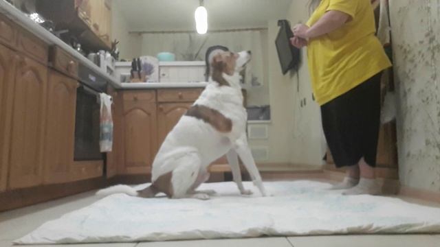 Игры с собаками / зарядка